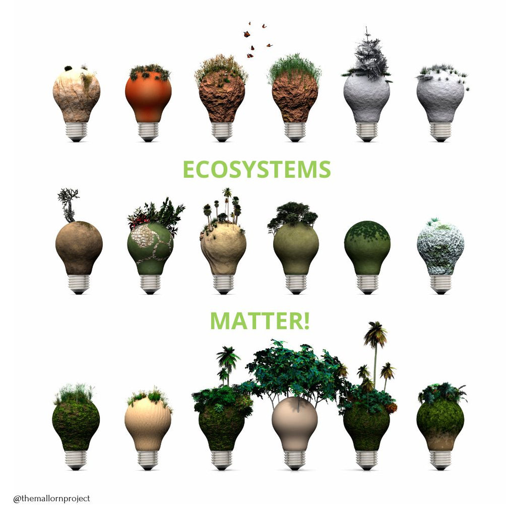Ecosystems Matter! – The Mallorn Project