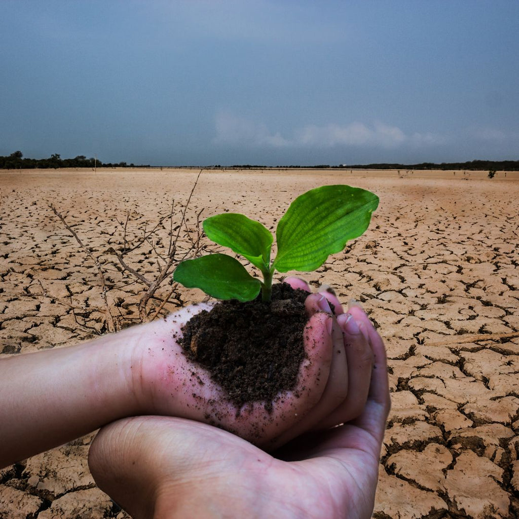 Can Planting Trees Save Our Planet? – The Mallorn Project