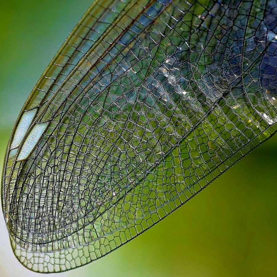 Why Insects Matter – The Mallorn Project